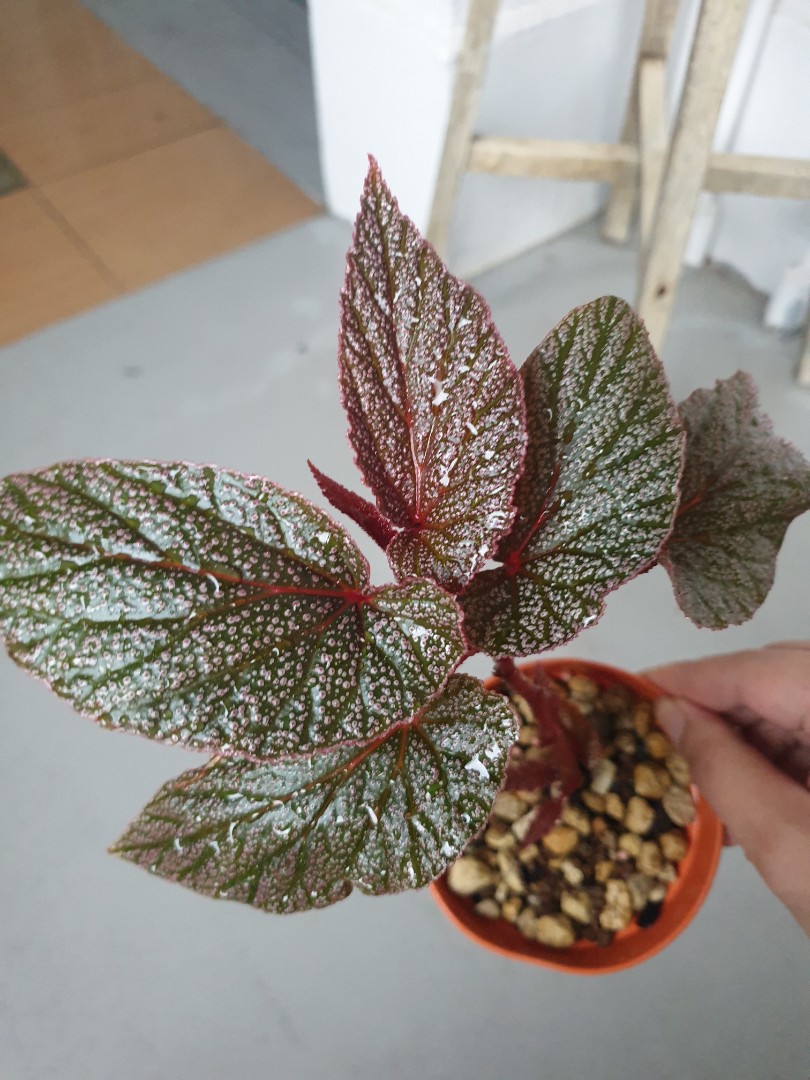 Begonia u062, Furniture & Home Living, Gardening, Plants & Seeds on ...