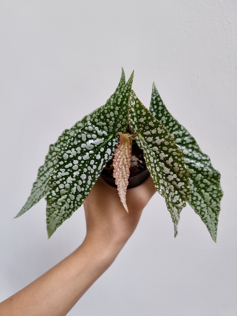 Begonia White Ice, Furniture & Home Living, Gardening, Plants & Seeds ...