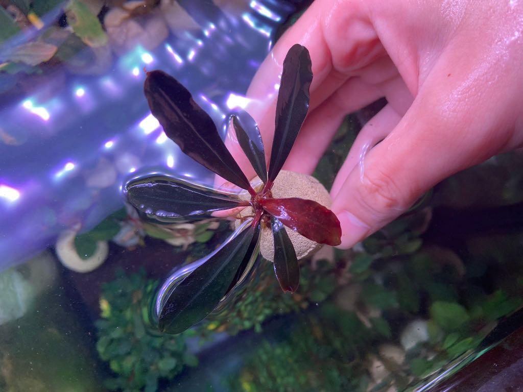 Bucephalandra ‘Paris’ rare premium Buce, Furniture & Home Living, Gardening, Plants & Seeds on ...