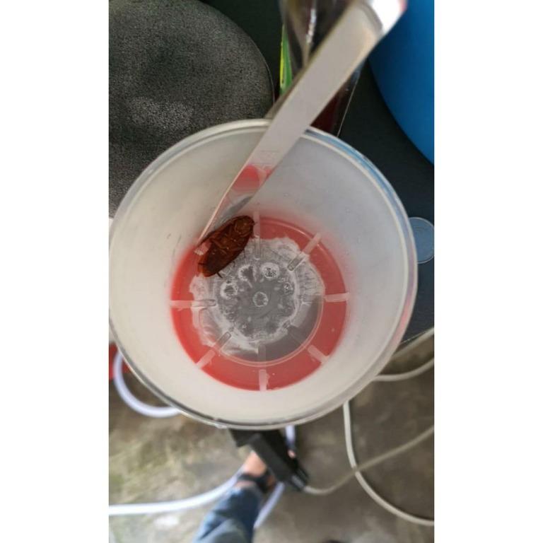 Car Fumigation Bomb Kit Pest Cockroach DIY, Furniture & Home Living ...