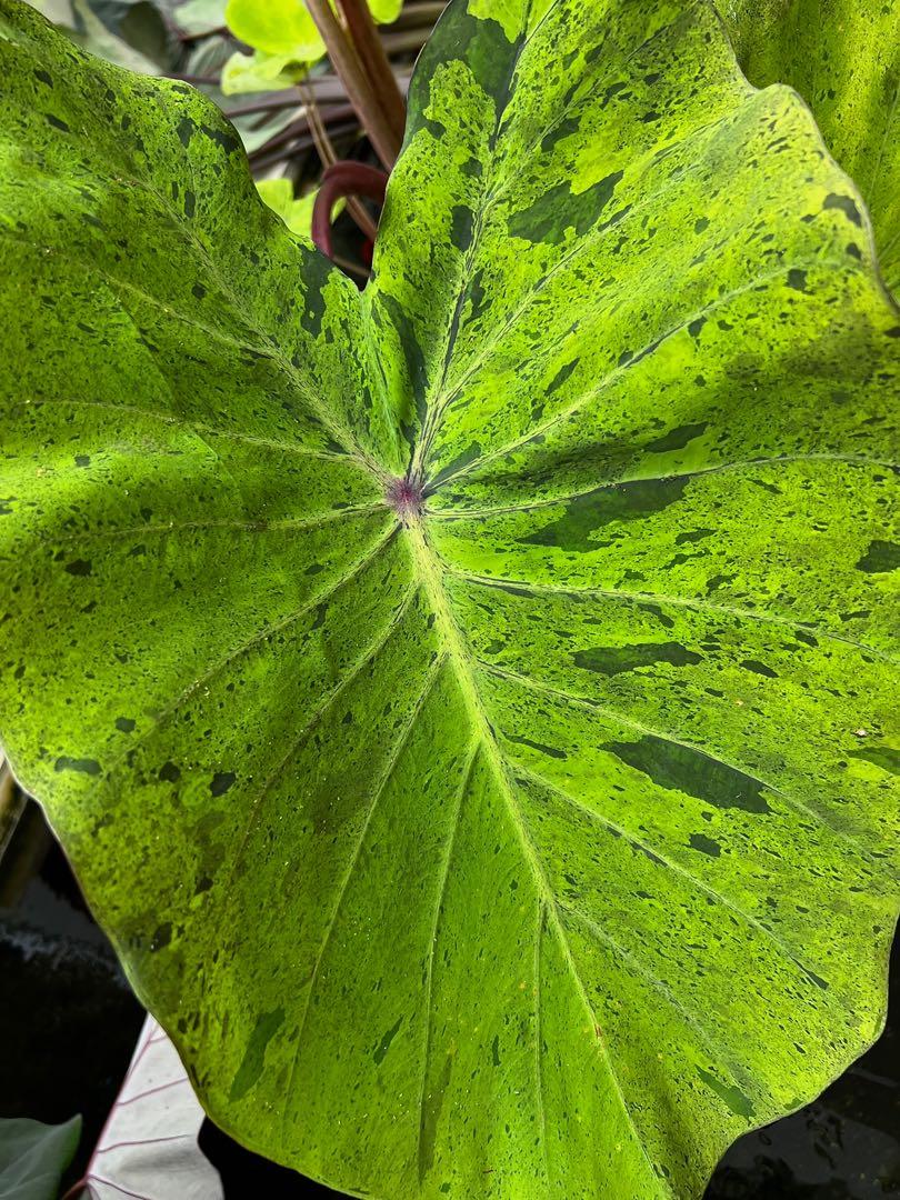 Colocasia Mojito, Furniture & Home Living, Gardening, Plants & Seeds on ...
