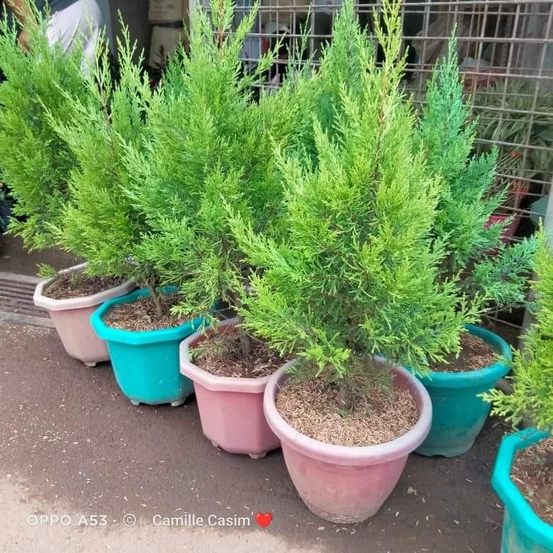 Lemon pine tree, Furniture & Home Living, Gardening, Plants & Seeds on ...