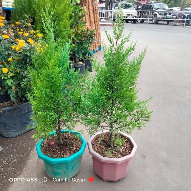 Lemon pine tree, Furniture & Home Living, Gardening, Plants & Seeds on ...