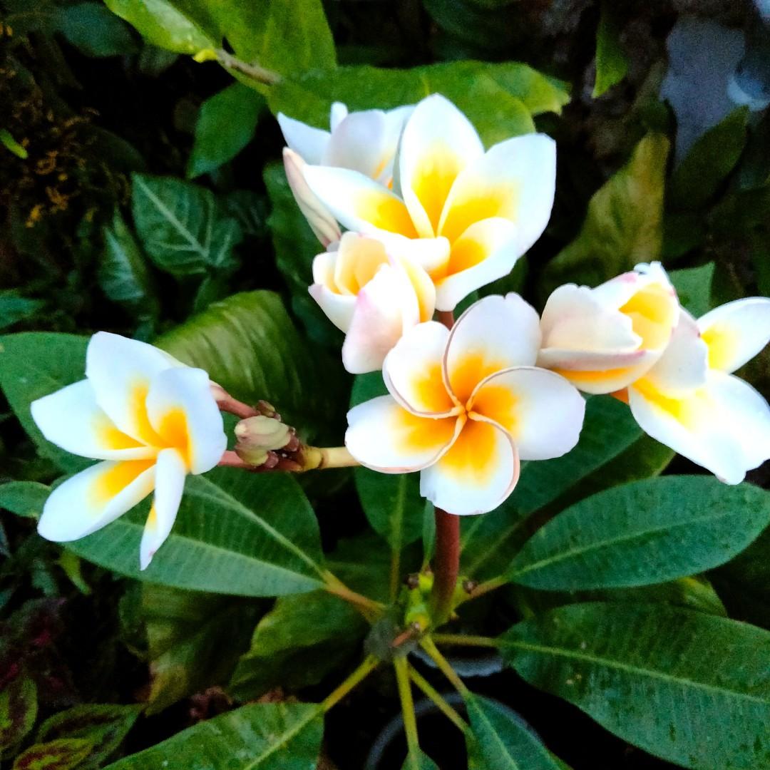 Plumeria frangipani kalachuchi tree, Furniture & Home Living, Gardening ...