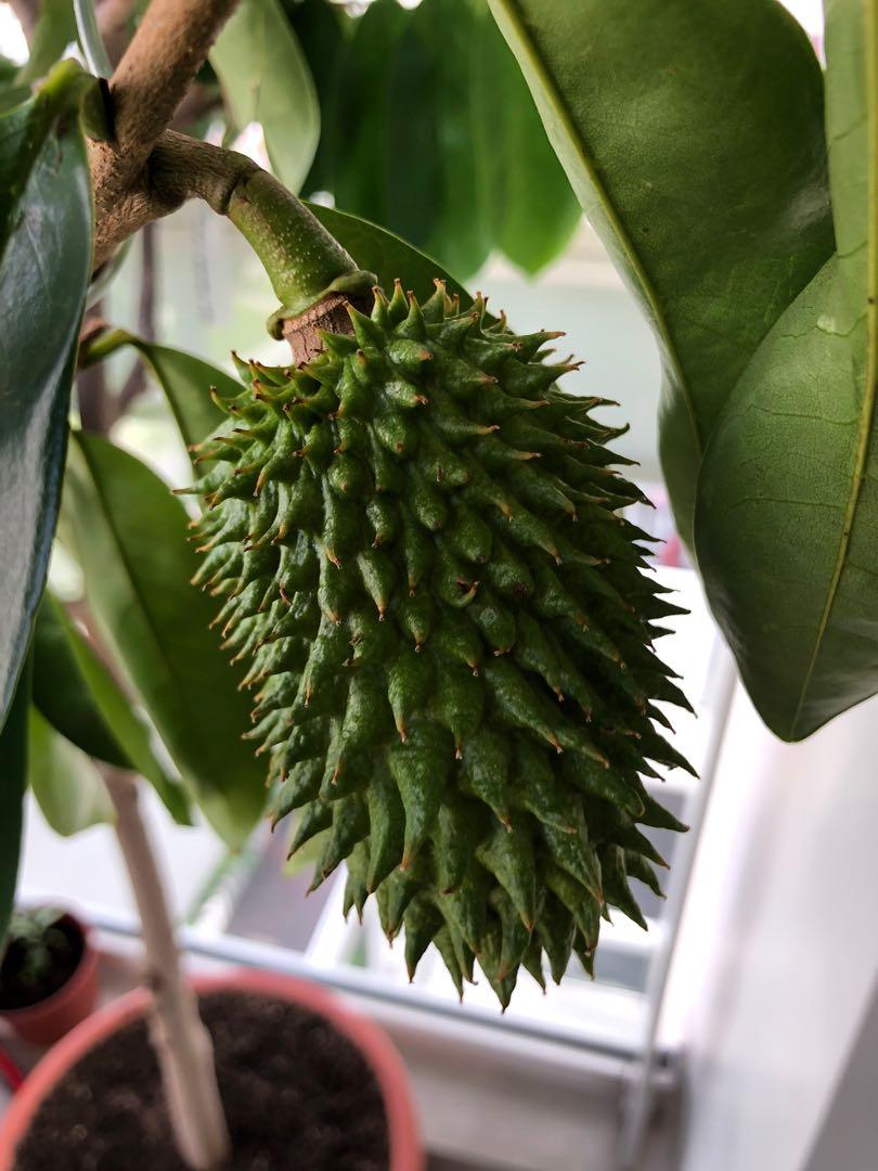 Soursop tree, Furniture & Home Living, Gardening, Plants & Seeds on ...