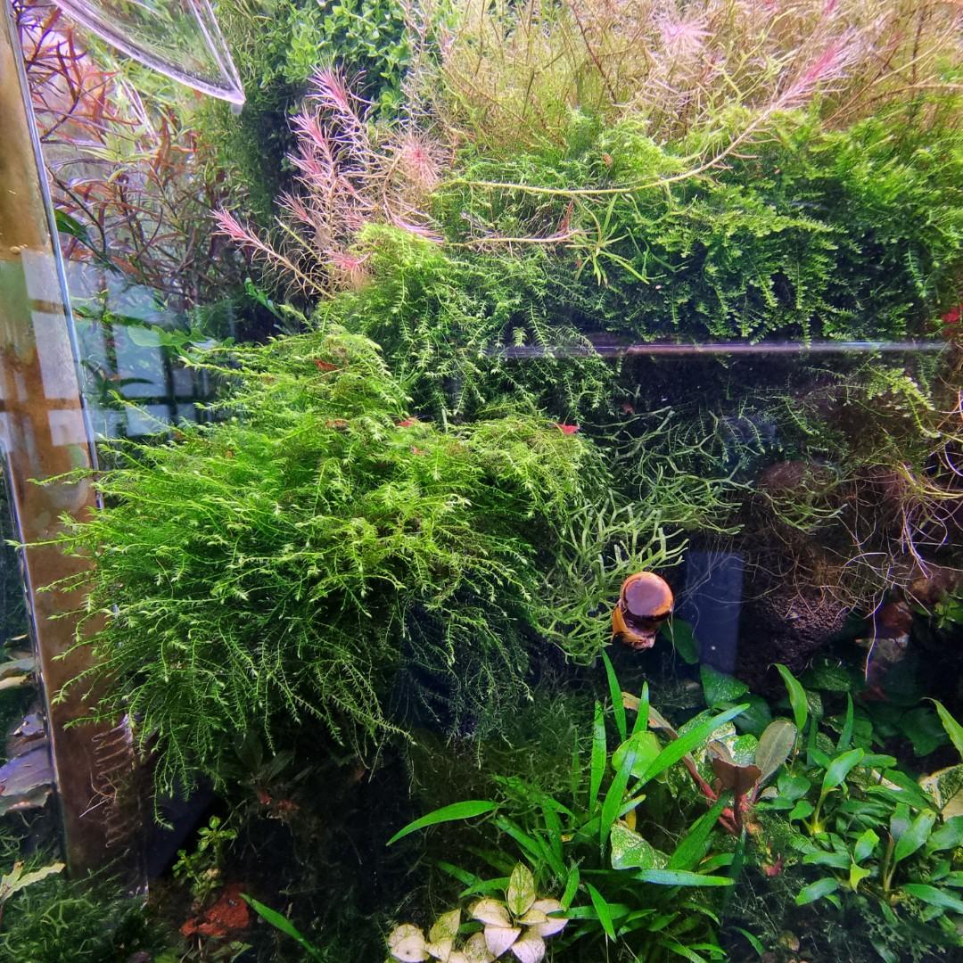 Weeping moss/anchor moss on driftwood, Furniture & Home Living ...