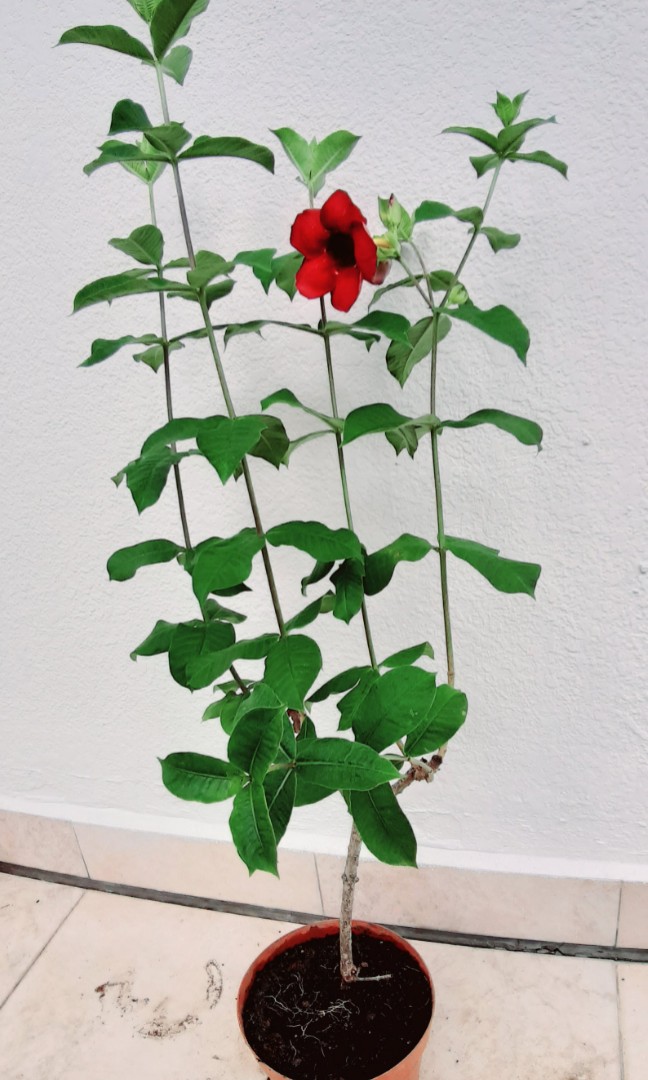 Allamanda Cathartica Red, Furniture & Home Living, Gardening, Plants ...