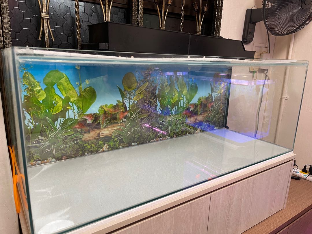 Fish tank x 4ft x 2ft x 2ft (good condition), Pet Supplies, Homes ...