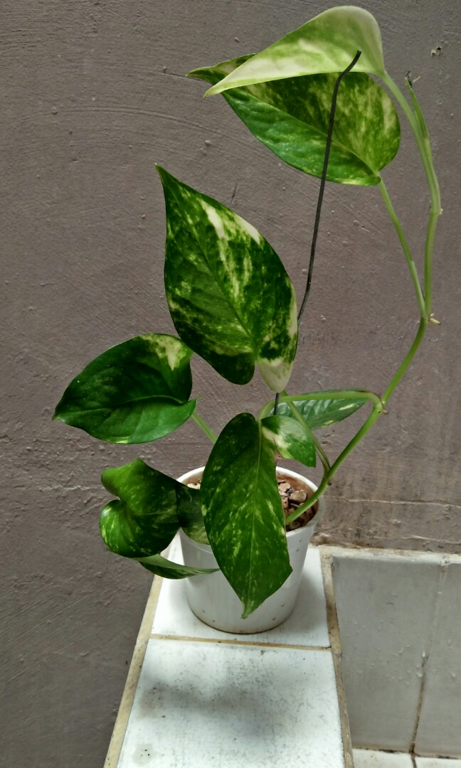 Pathos plant, Furniture & Home Living, Gardening, Plants & Seeds on ...
