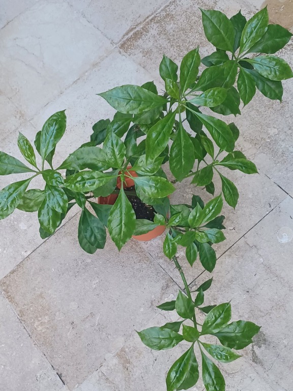 Seven Star Needle/Pereskia Bleo, Furniture & Home Living, Gardening ...