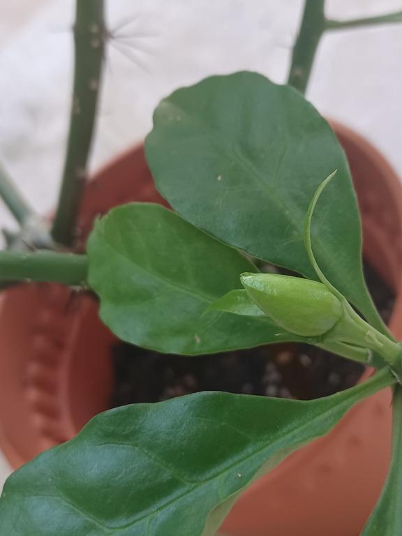 Seven Star Needle/Pereskia Bleo, Furniture & Home Living, Gardening ...