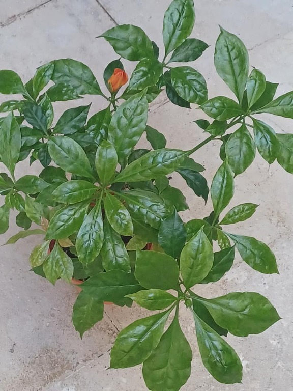 Seven Star Needle/Pereskia Bleo, Furniture & Home Living, Gardening ...