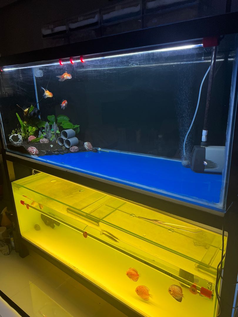 5 feet fish tank, Pet Supplies, Homes & Other Pet Accessories on Carousell