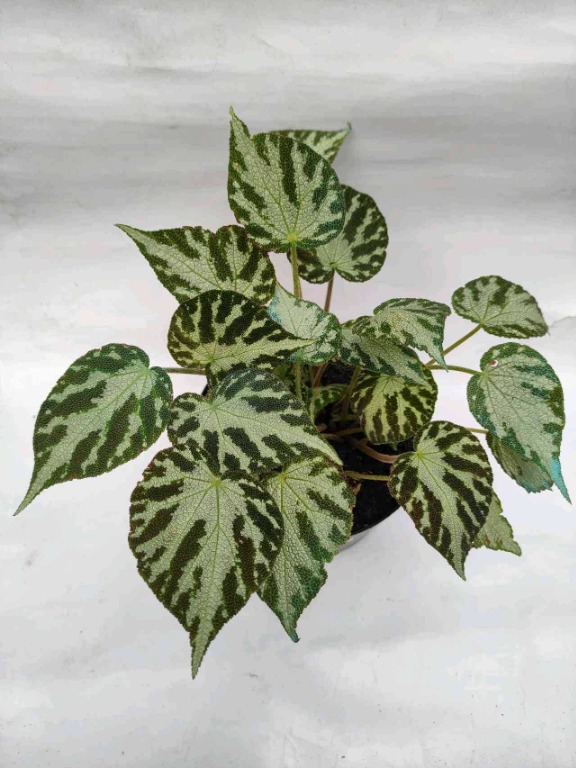 Begonia Moss Carpet, Furniture & Home Living, Gardening, Plants & Seeds ...