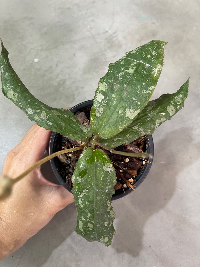 Hoya undulata, Furniture & Home Living, Gardening, Plants & Seeds on ...
