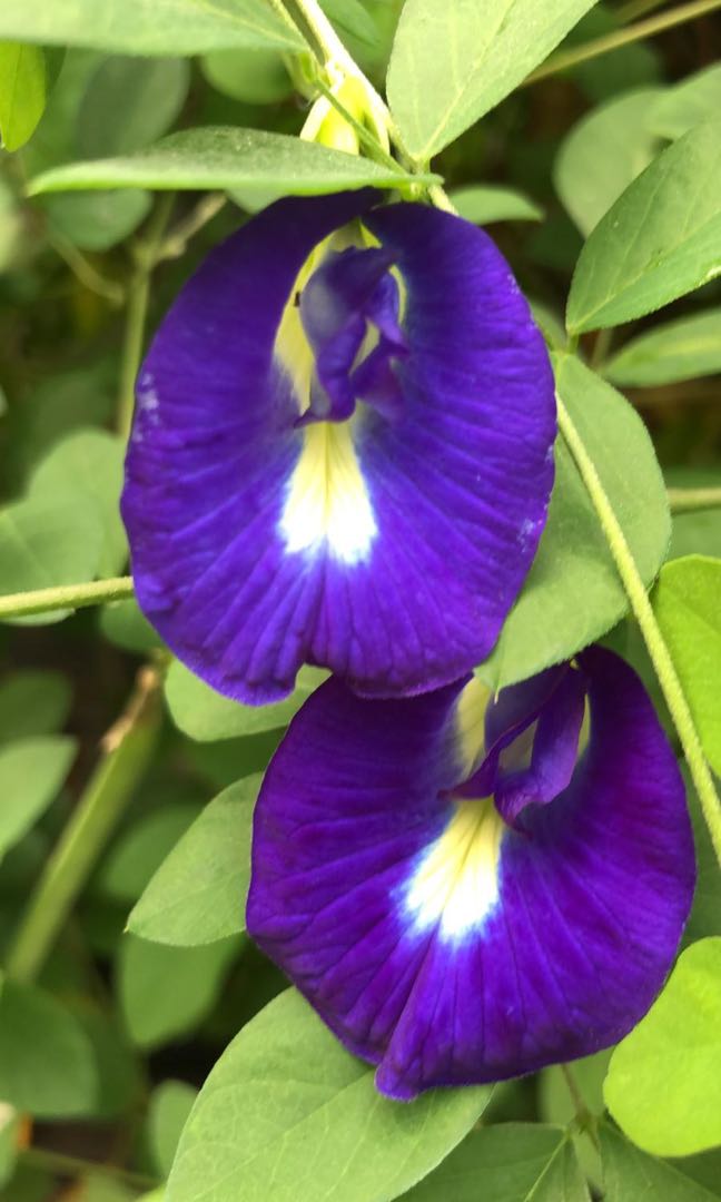 Mature Blue / Butterfly Pea Plants, Furniture & Home Living, Gardening ...