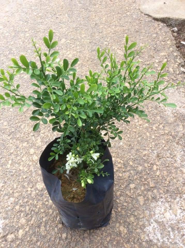 Pokok bunga KEMUNING KATIK, Furniture & Home Living, Gardening, Plants ...