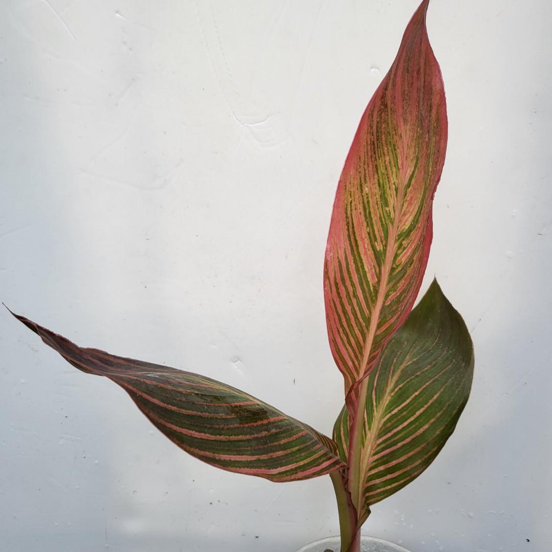 Red Leaf Canna Lily, Furniture & Home Living, Gardening, Plants & Seeds ...