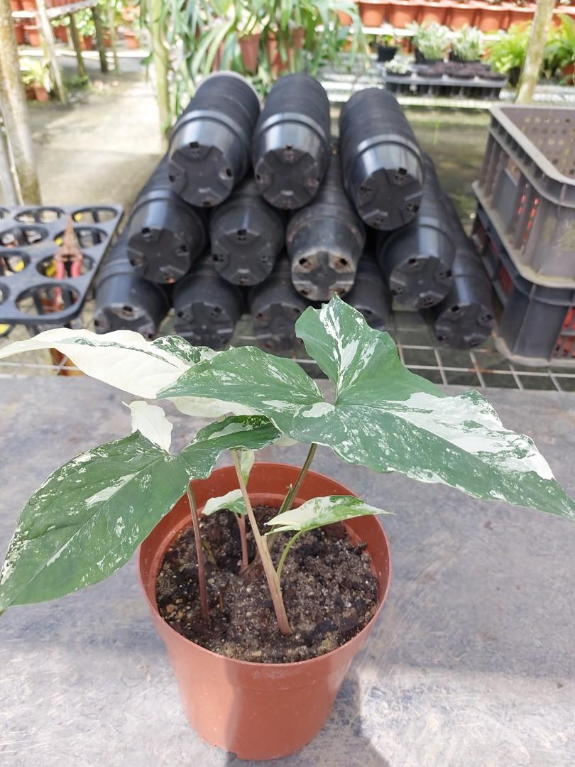 Young Syngonium Albo Variegated in Pot, Furniture & Home Living ...