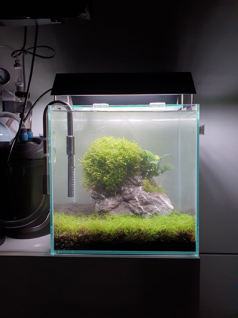 30cm cube fish tank, Chihiros WRGB2, Filtosmart 100, ANS CO2 Solenoid ...