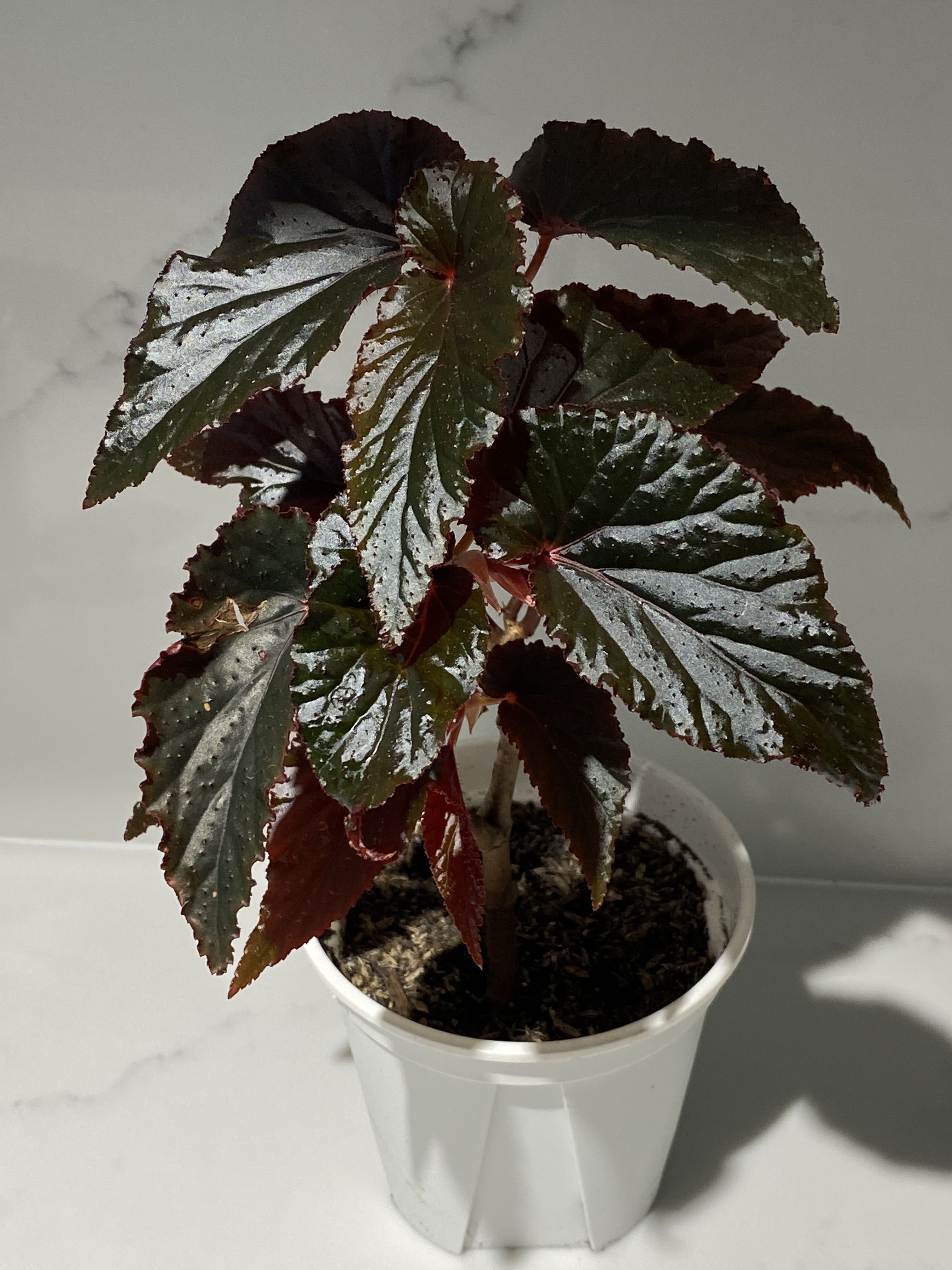 Begonia Arabian Sunset, Furniture & Home Living, Gardening, Plants ...