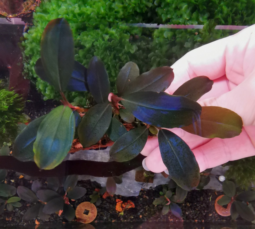 Bucephalandra Brownie Blue SP (Mother Clump), Furniture & Home Living ...