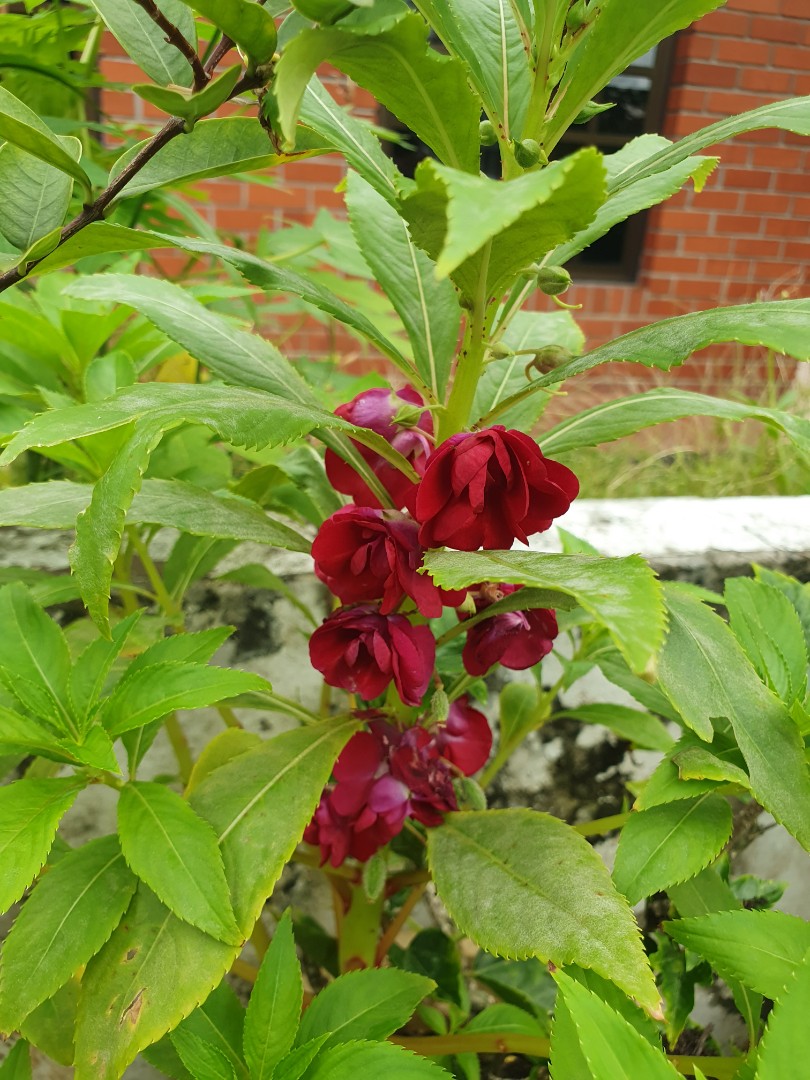 Crimson colour balsam, Furniture & Home Living, Gardening, Plants ...