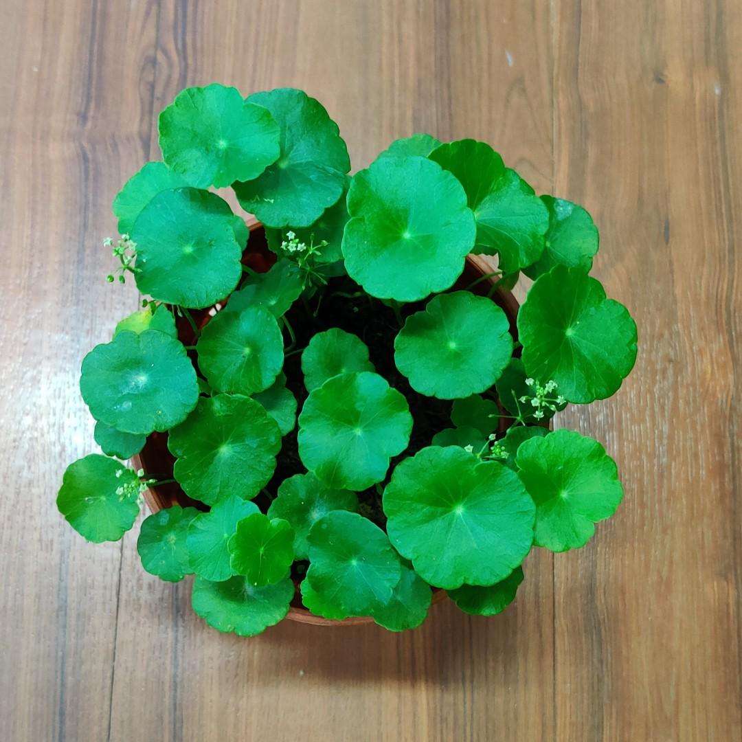 Pennywort | Lucky Copper Coin Plant (Hydrocotyle Verticillata Thunb ...