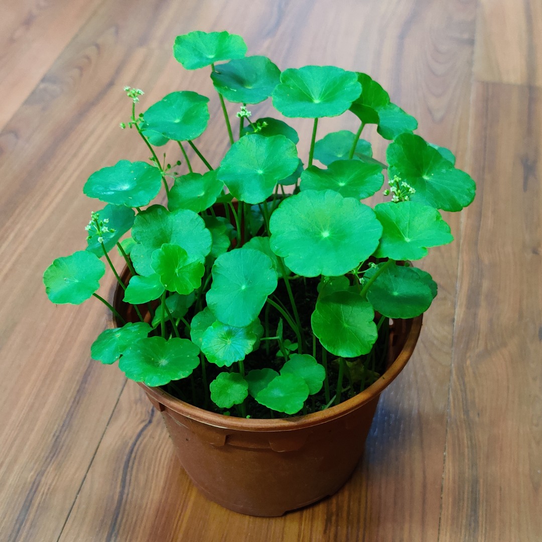 Pennywort | Lucky Copper Coin Plant (Hydrocotyle Verticillata Thunb ...