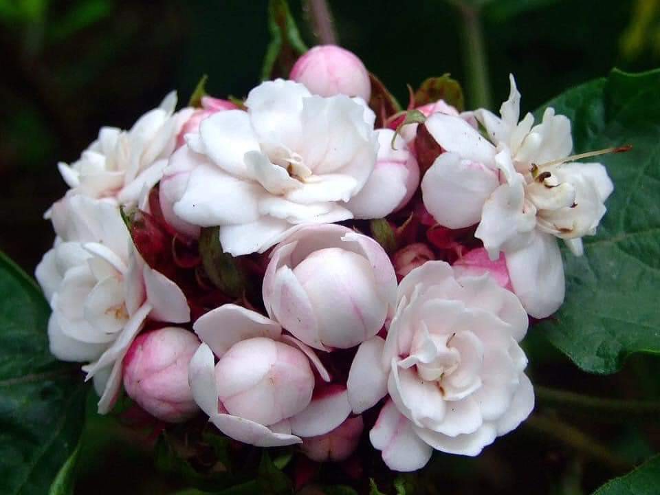 Pokok bunga Melur jawa Melur kampung Rompun, Furniture & Home Living ...