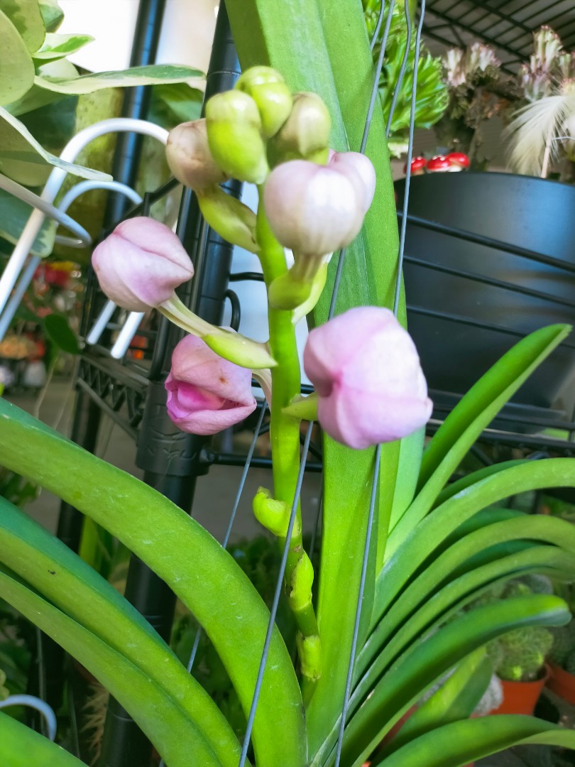 Vandan orchids, Furniture & Home Living, Gardening, Plants & Seeds on ...