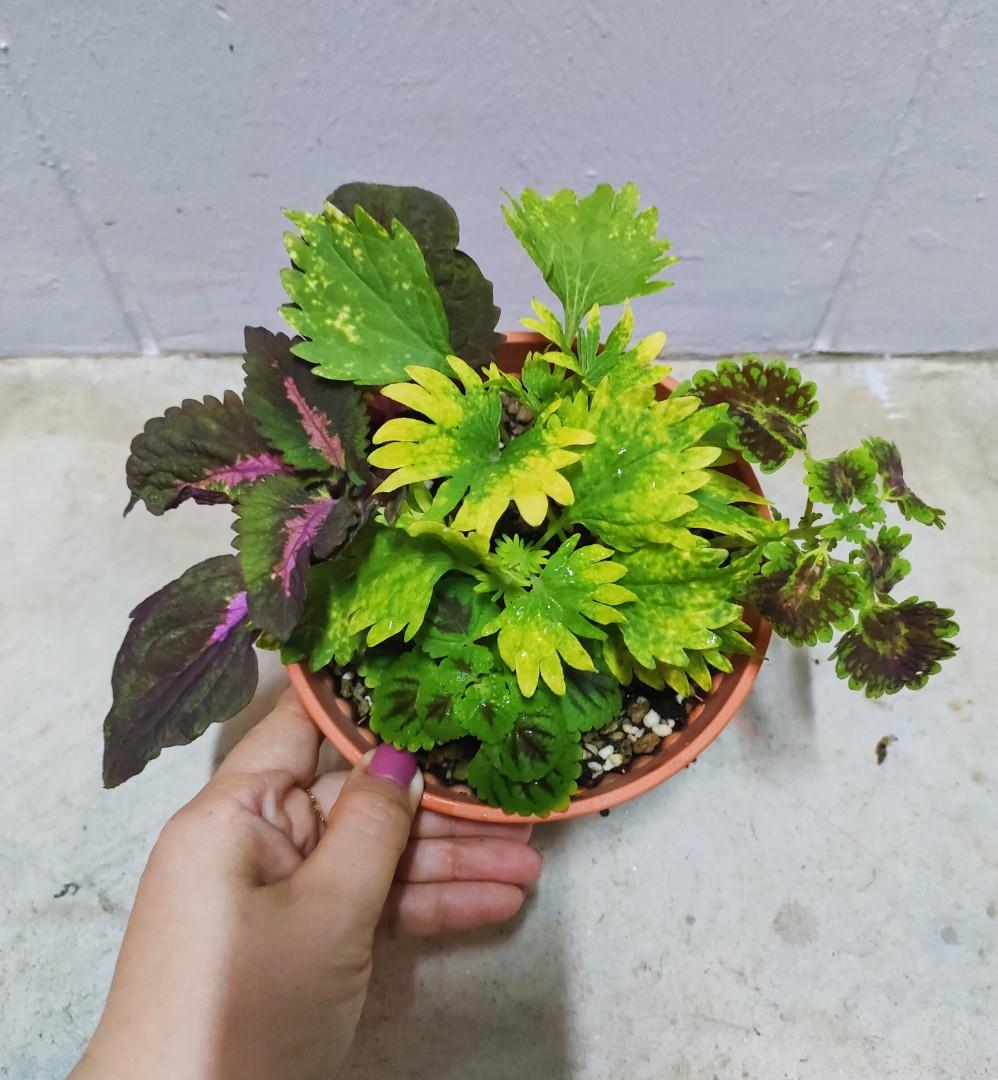 Assorted Coleus, Furniture & Home Living, Gardening, Plants & Seeds on ...