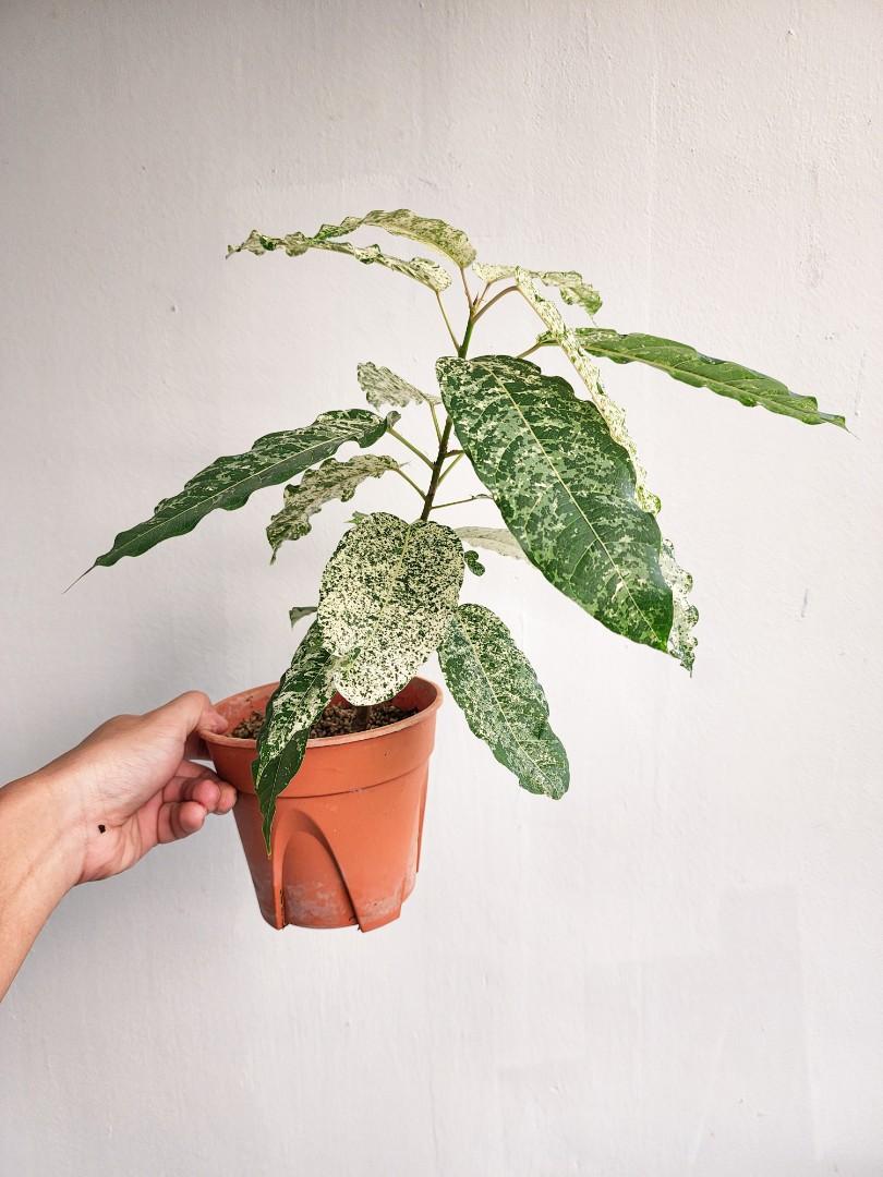 Ficus Snowstorm, Furniture & Home Living, Gardening, Plants & Seeds on ...