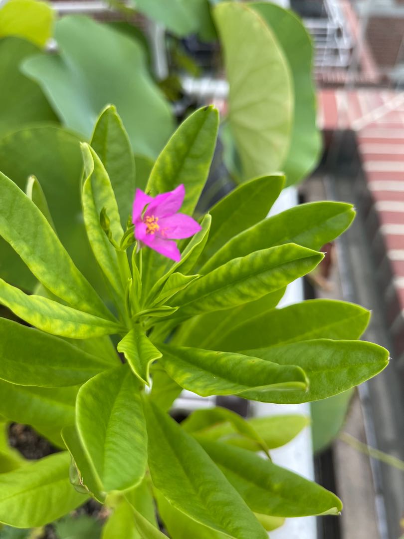 Java ginseng, Furniture & Home Living, Gardening, Plants & Seeds on ...