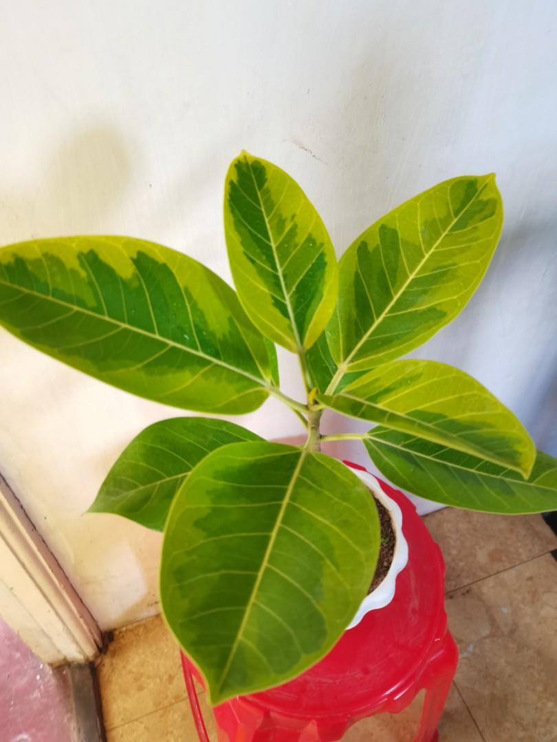 Lemon lime rubber tree, Furniture & Home Living, Gardening, Plants ...