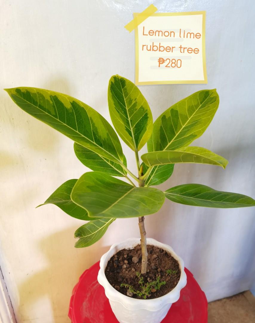 Lemon lime rubber tree, Furniture & Home Living, Gardening, Plants ...