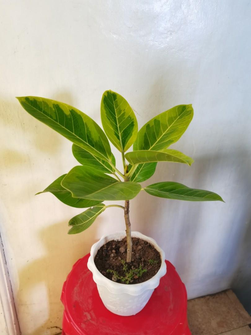 Lemon lime rubber tree, Furniture & Home Living, Gardening, Plants ...