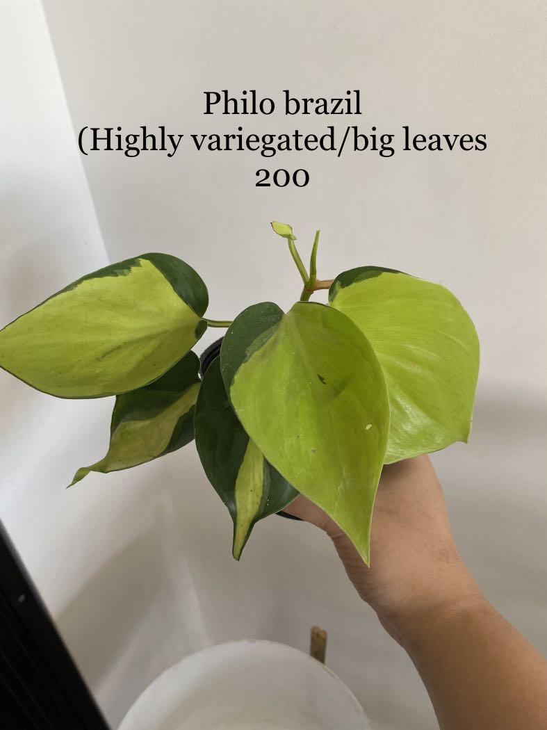 Philo brazil, Furniture & Home Living, Gardening, Plants & Seeds on ...