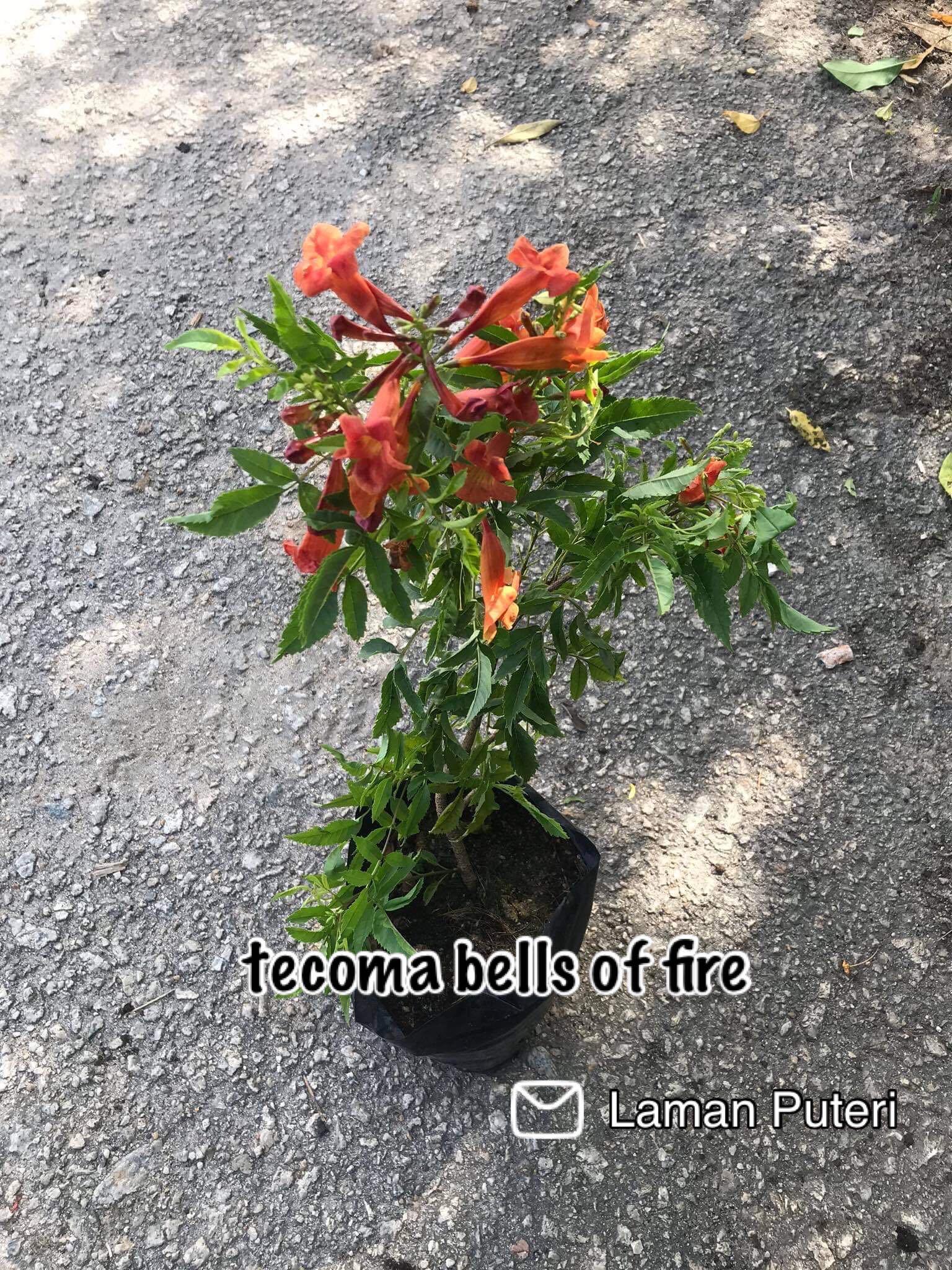 Pokok bunga tecoma sparky, tecoma bells of fire dan tecoma yellow stans ...