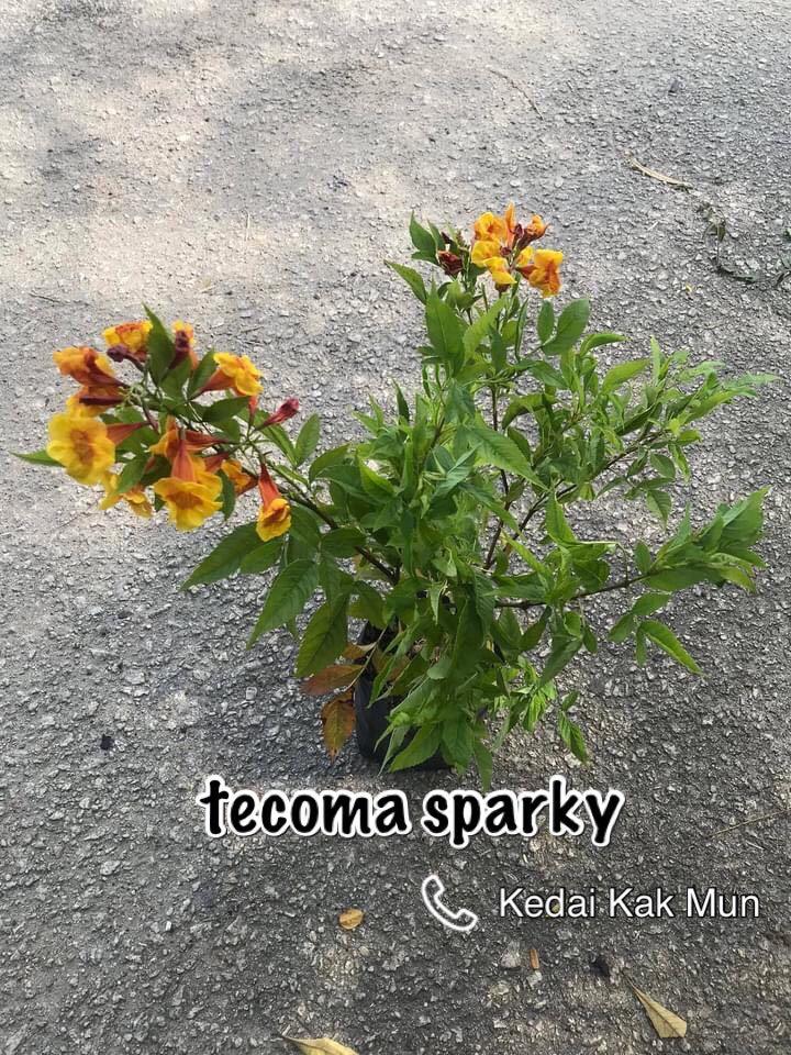 Pokok bunga tecoma sparky, tecoma bells of fire dan tecoma yellow stans ...