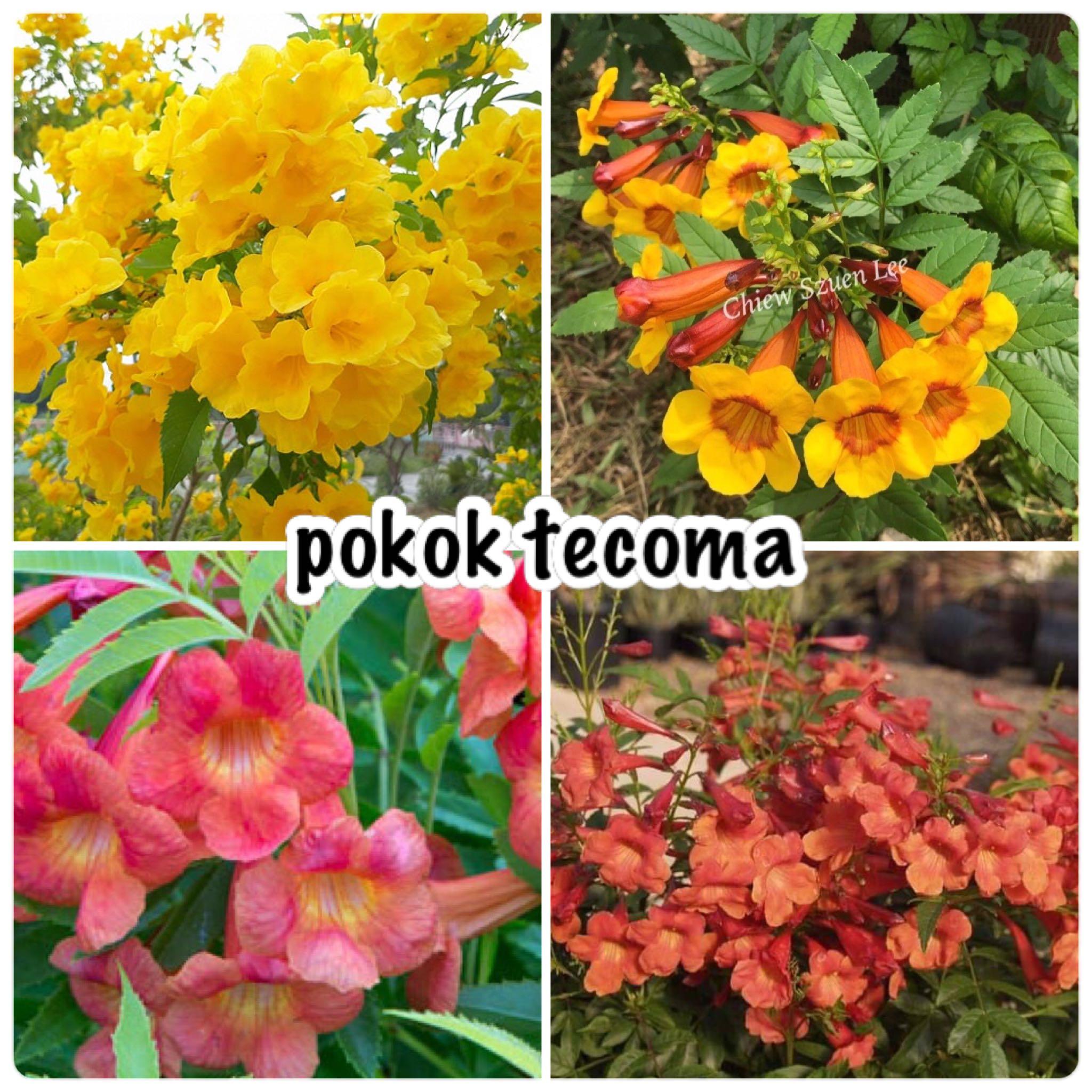Pokok bunga tecoma sparky, tecoma bells of fire dan tecoma yellow stans ...
