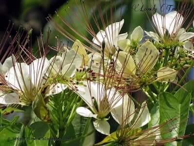 Pokok Dangla readystock, Furniture & Home Living, Gardening, Gardening ...