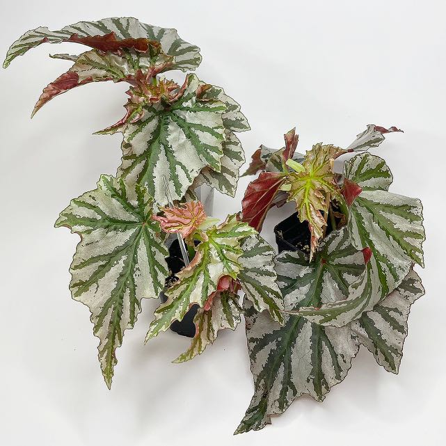 Begonia Highway, Furniture & Home Living, Gardening, Plants & Seeds on ...