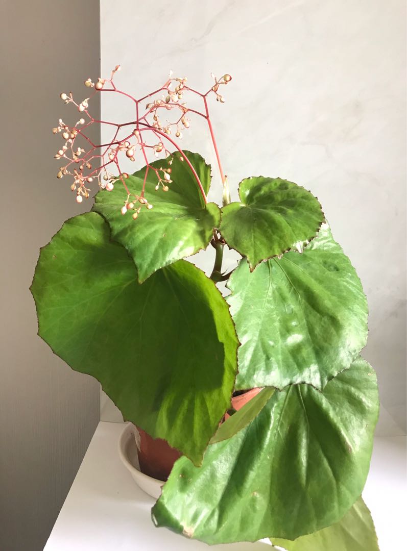 Flowering Begonia Isoptera, Furniture & Home Living, Gardening, Plants ...