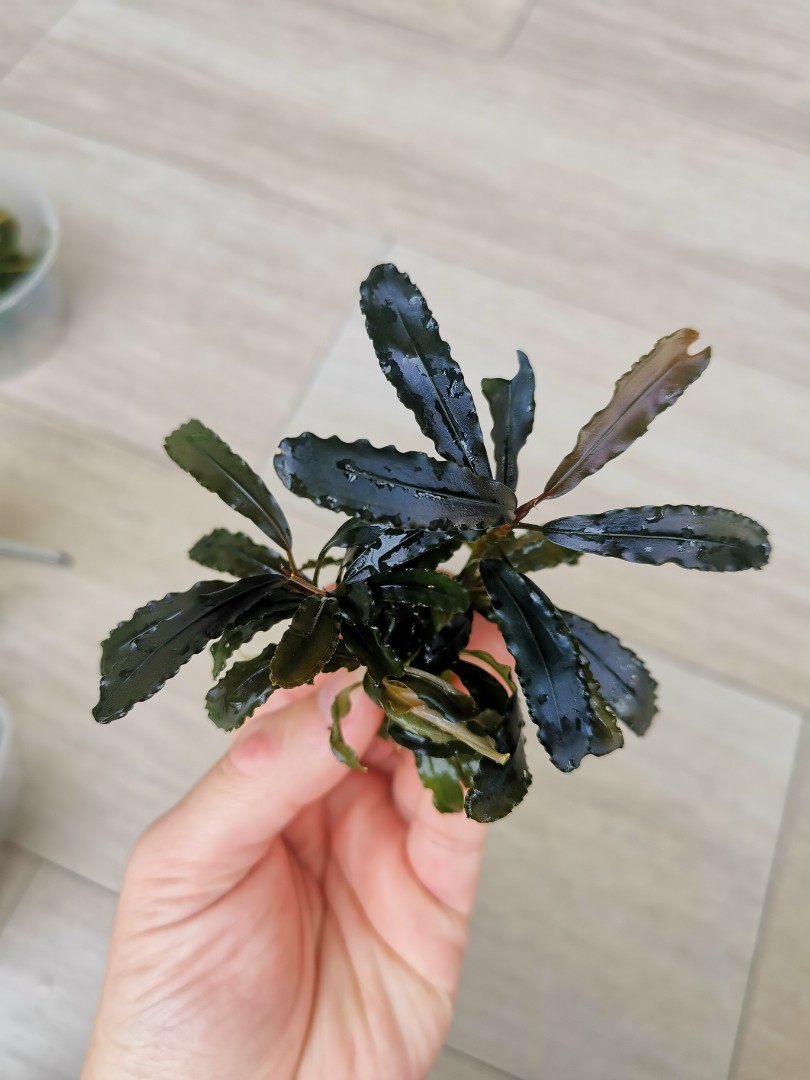 Bucephalandra Kedagang Clump 1, Furniture & Home Living, Gardening, Plants & Seeds on Carousell