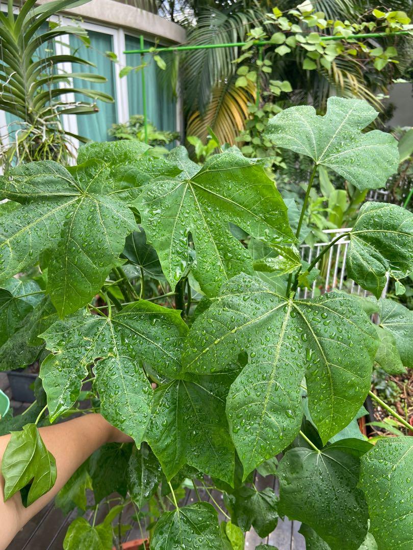 Chaya/ Mayan Tree Spinach/ Cnidoscolus aconitifolius, Furniture & Home ...