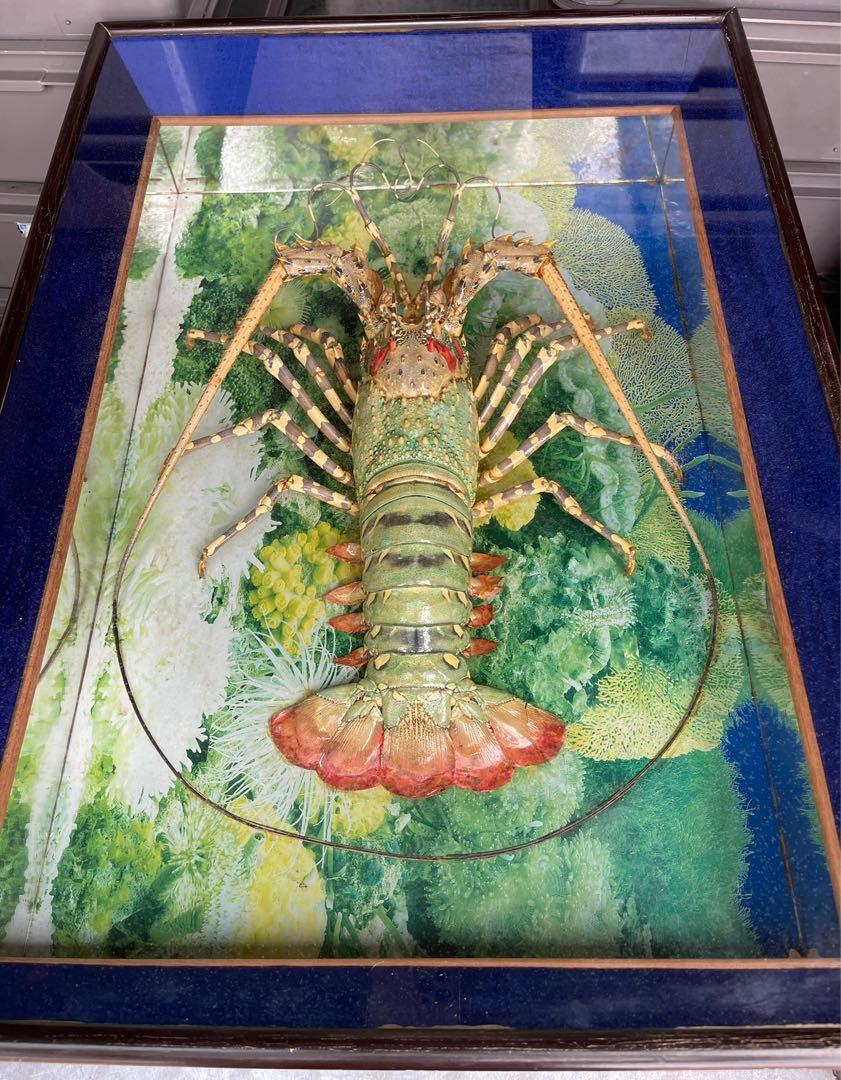 Lobster display in box frame, Hobbies & Toys, Memorabilia ...