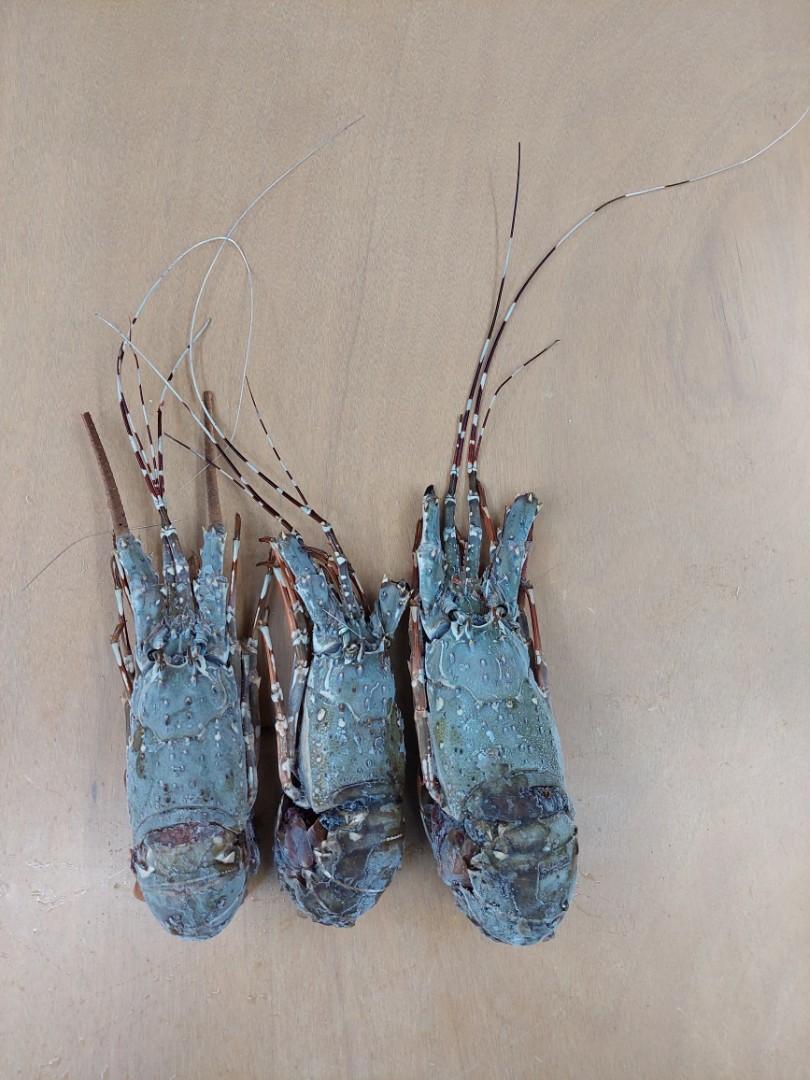 LOBSTERS - Wild caught frozen Lobster (2 lobsters in 1kg and 3 lobsters ...