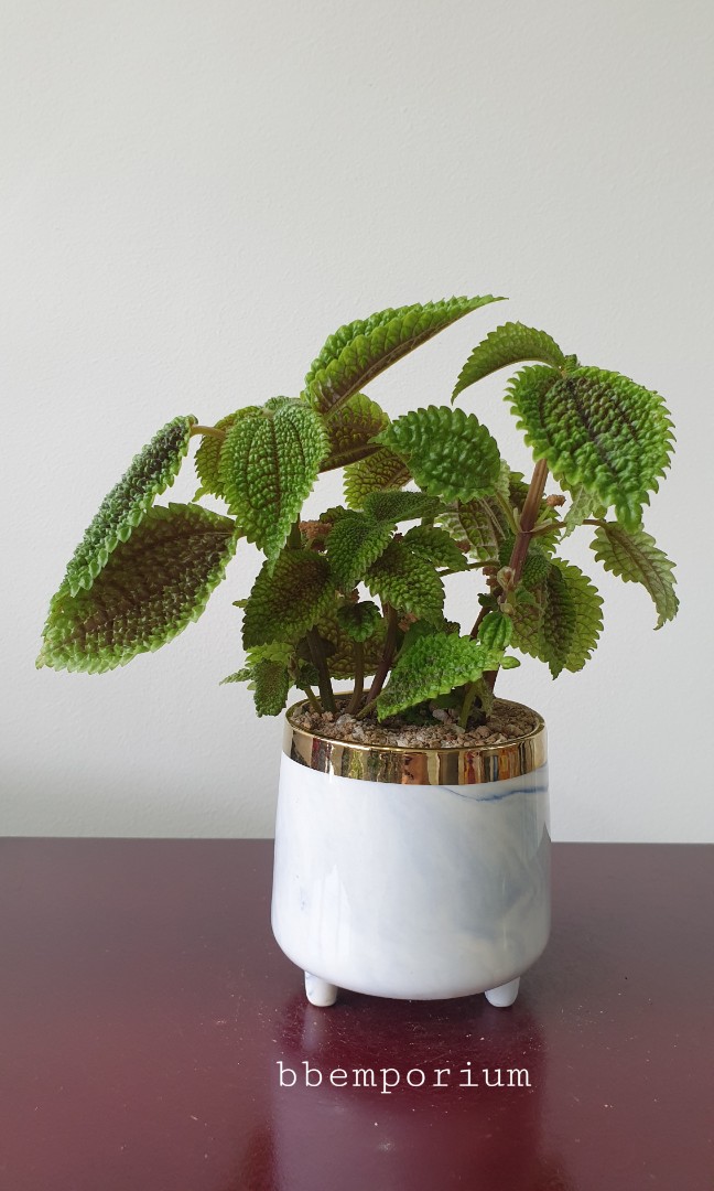 Mini Pilea Mollis, Furniture & Home Living, Gardening, Plants & Seeds ...