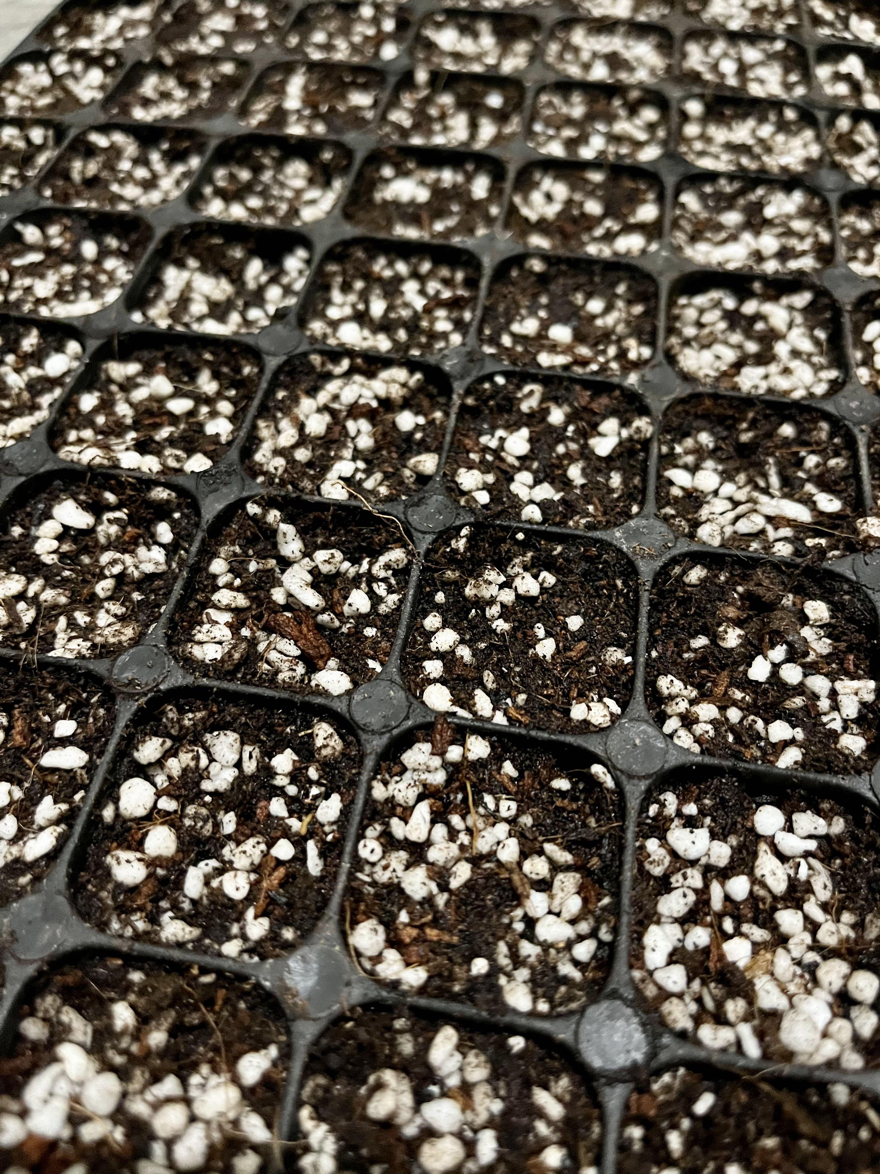 Organic Seed Starting Germination Mix for Herbs and Vegetables 1L ...